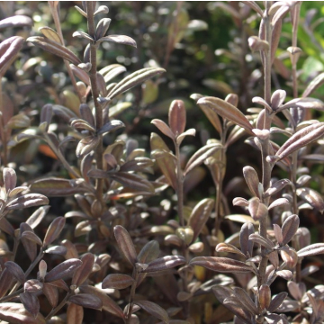 Corokia Frosted Chocolate | Christchurch Canterbury