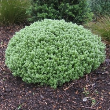 Hebe pinguifolia | Christchurch Canterbury