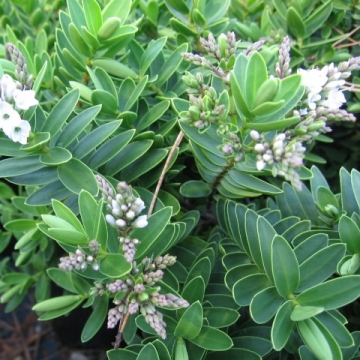 Hebe Wiri Mist | Christchurch Canterbury