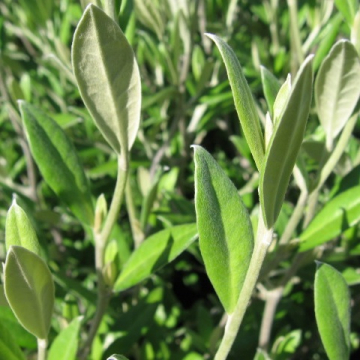Corokia Geentys Green | Christchurch Canterbury