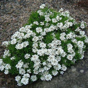 Iberis sempervirens | Christchurch Canterbury