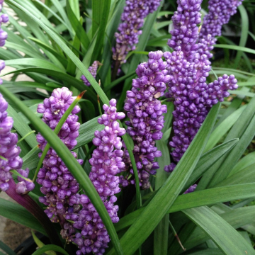 Liriope muscari Royal Purple | Christchurch Canterbury