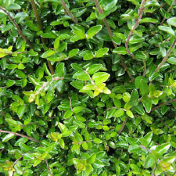 Lonicera nitida Box Honeysuckle | Christchurch Canterbury